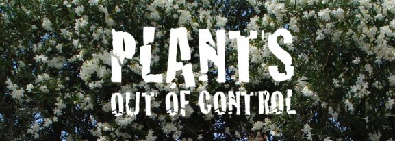 PLANTS: OUT OF CONTROL – Rosie On The House