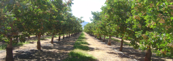 ARIZONA PISTACHIOS – Rosie On The House