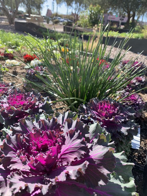 OUTDOOR LIVING HOUR: Ultimate Garden Hour and #ColdHeartyPerennials ...